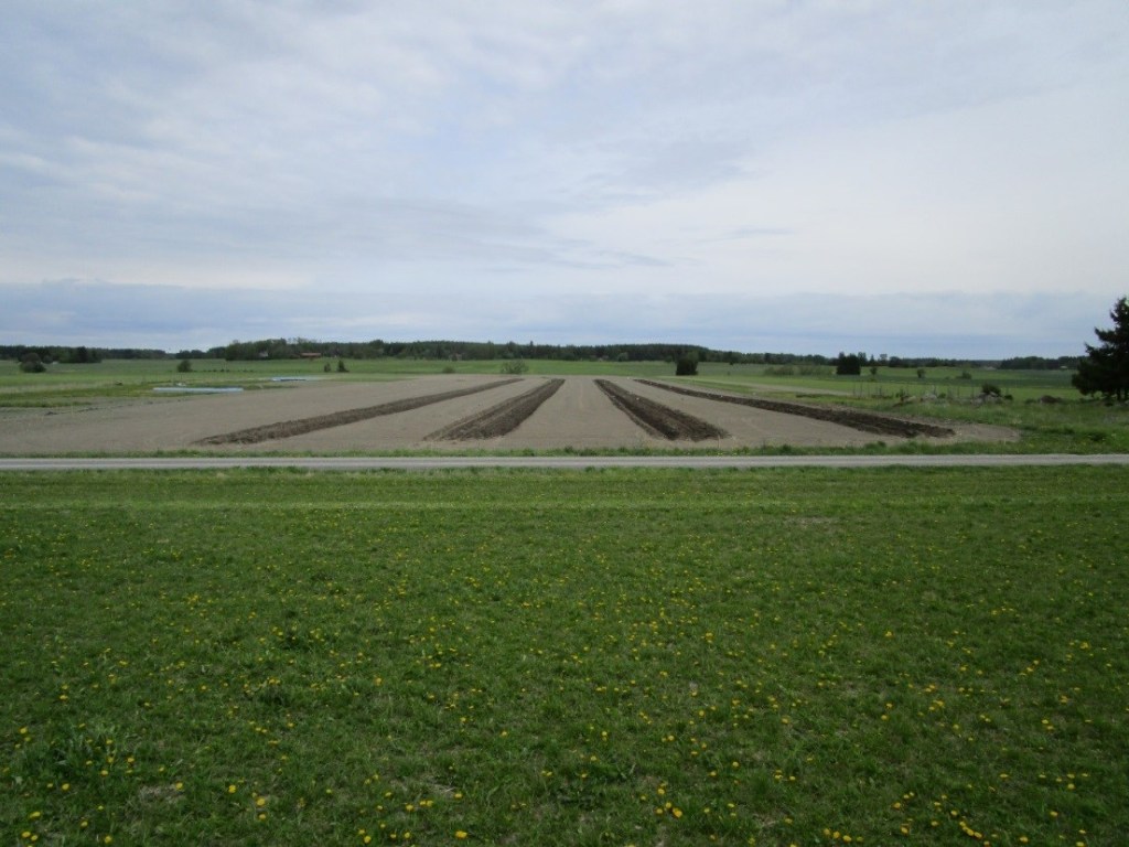 Alley cropping – Agroforestry Vattholma